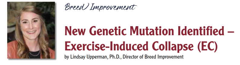 Red Angus – New Genetic Mutation Identified – Exercise-Induced Collapse ...